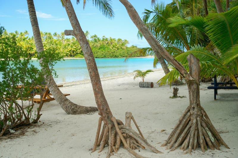 Tropical Lagoon Beach with Aerial Root Pandanus Tree Stock Image ...