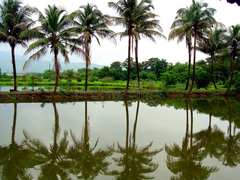 Tropical Lake stock photo. Image of lush, scene, tropics - 12838736