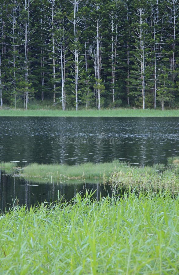 Tropical Lake stock image. Image of portrait, atherton - 35596905
