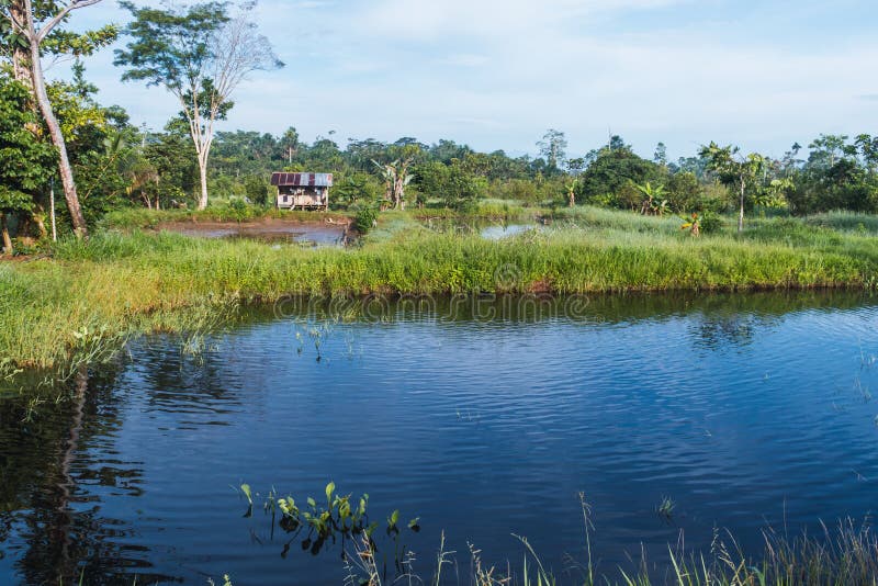 Tropical Landscape, Amazon, Riverside, Tilapia Pools Stock Photo ...