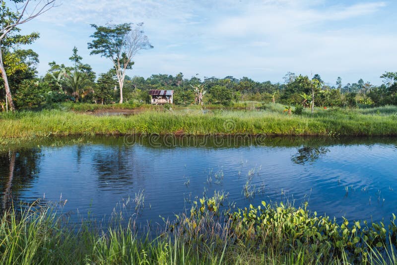 Tropical Landscape, Amazon, Riverside, Tilapia Pools Stock Image ...