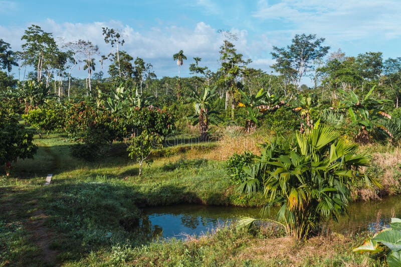 Tropical Landscape, Amazon, Riverside, Tilapia Pools Stock Image ...