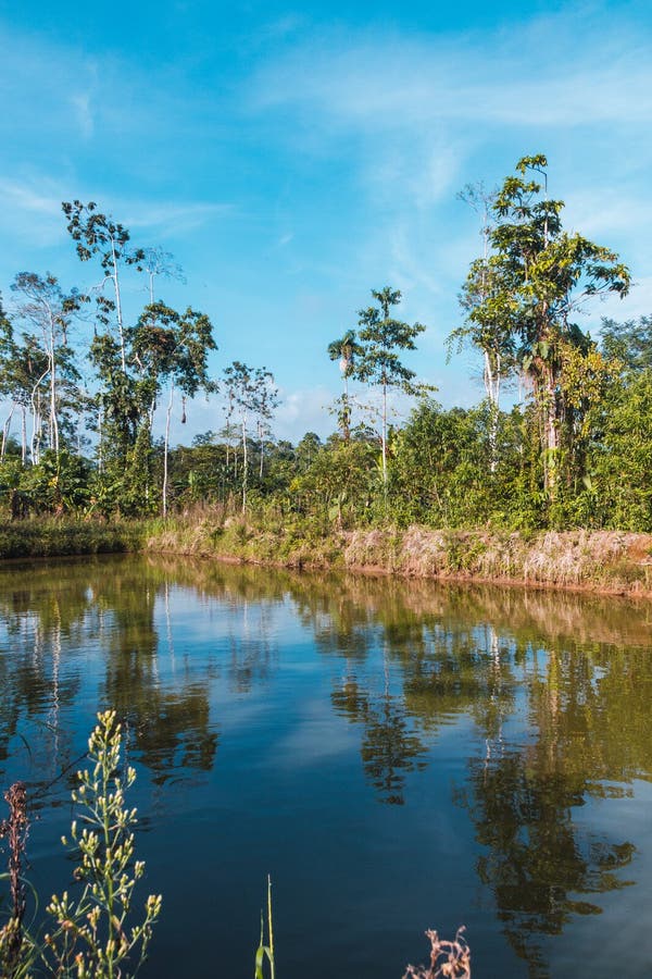 Tropical Landscape, Amazon, Riverside, Tilapia Pools Stock Photo ...