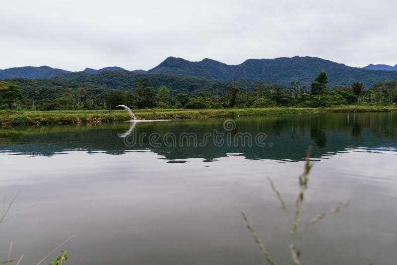 Tropical Landscape, Amazon, Riverside, Tilapia Pools Stock Image ...