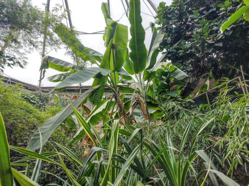 Tropical Landscape Arranged with Banana Trees and Other Types of Trees ...