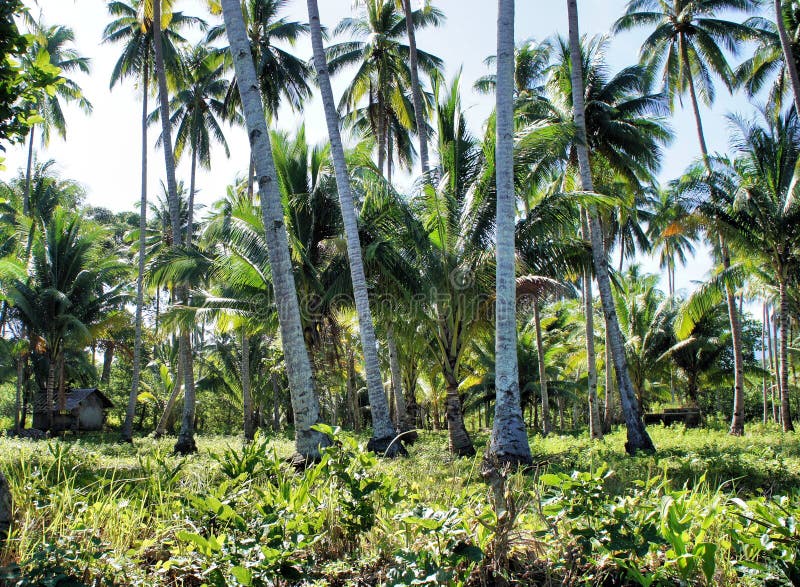 Plantation of Coconut Trees. Farm. Philippines. Palawan Island.. Stock ...
