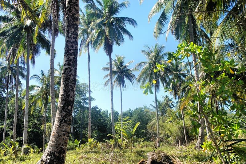 Plantation of Coconut Trees. Farm. Philippines. Palawan Island.. Stock ...