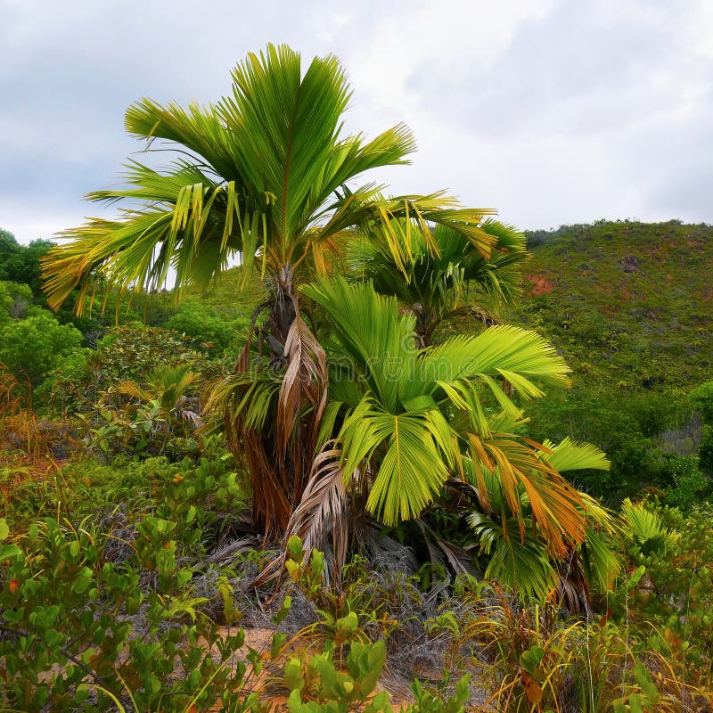 Tropical Landscape Green Vegetation Stock Photo - Image of tree, nature ...