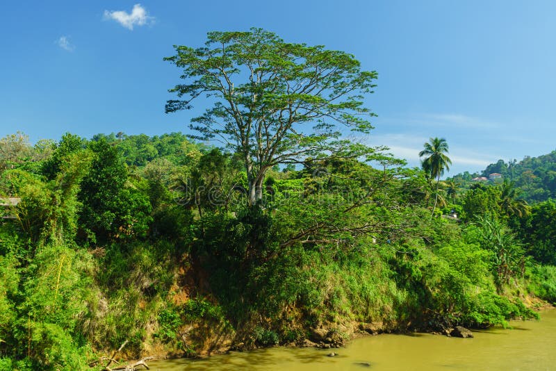 Tropical Landscape of the River and Trees Stock Image - Image of green ...