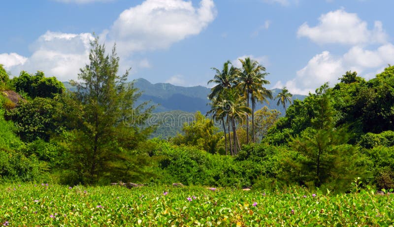 Tropical Landscape in South Goa Stock Photo - Image of plant, scenics ...