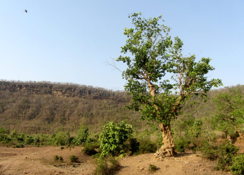 Tropical Landscape, Vindhya Mountain Range, India Stock Image - Image ...