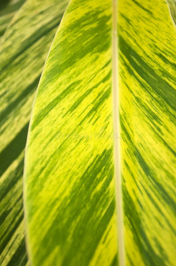Tropical leaf stock image. Image of ocean, colors, abstract - 21742285