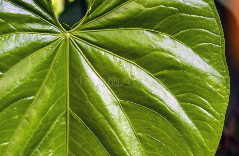 Tropical Leaf, Amazon Rainforest Editorial Stock Photo - Image of color ...