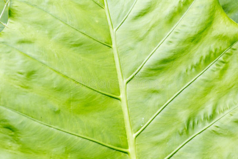 Tropical leaf close up stock image. Image of exotic - 130812027