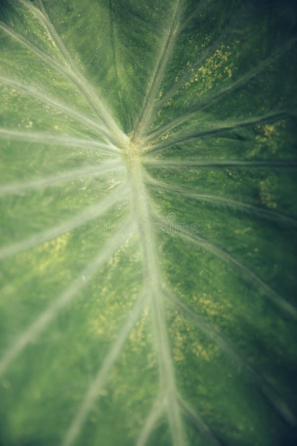 Tropical leaf closeup stock image. Image of bali, indonesia - 255737187