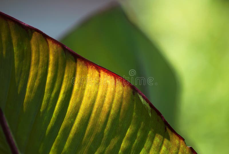 Tropical Leaf Edge Closeup stock image. Image of field - 123145485