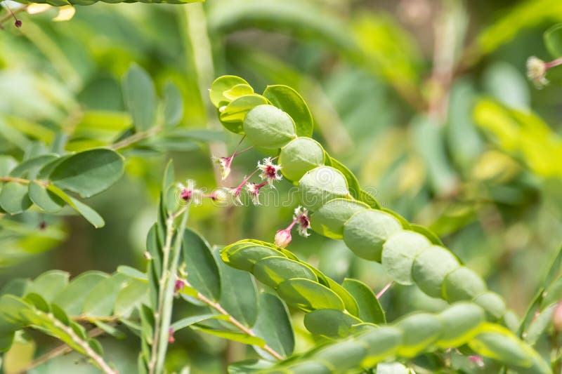 Tropical Leaf-flower, Phyllanthus Pulcher Stock Image - Image of ...