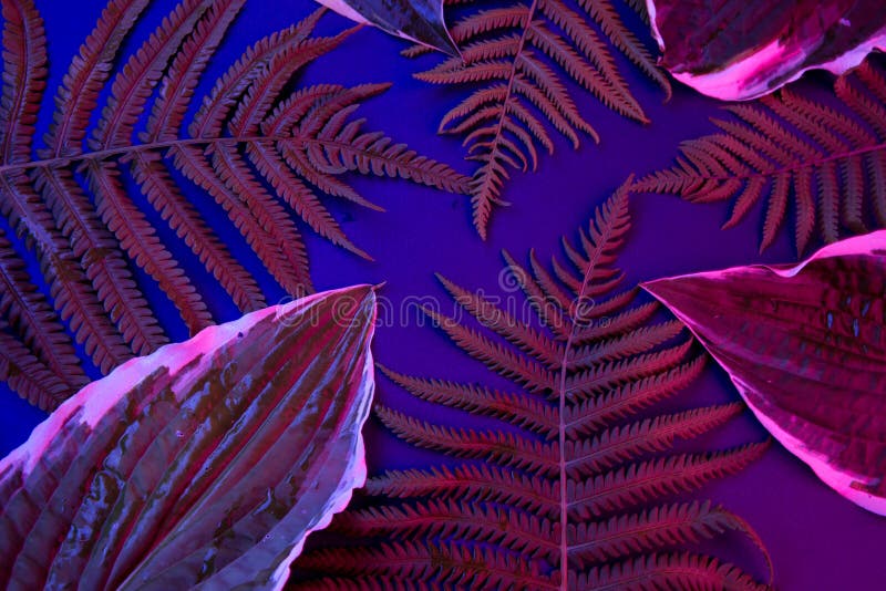 Tropical Leaf Forest Glow in the Black Light Background. High Contrast ...