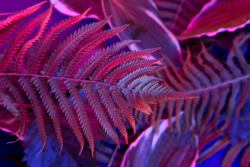 Tropical Leaf Forest Glow in the Black Light Background. High Contrast ...