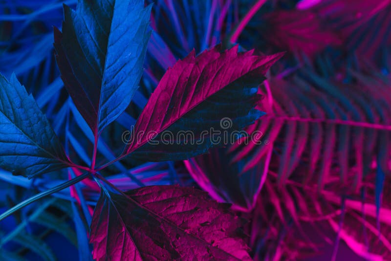 Tropical Leaf Forest Glow in the Dark Background. High Contrast. Stock ...