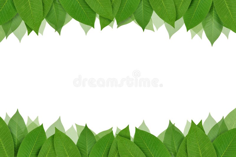 Green Leaves on Paper Frame Background Isolated Stock Photo - Image of ...