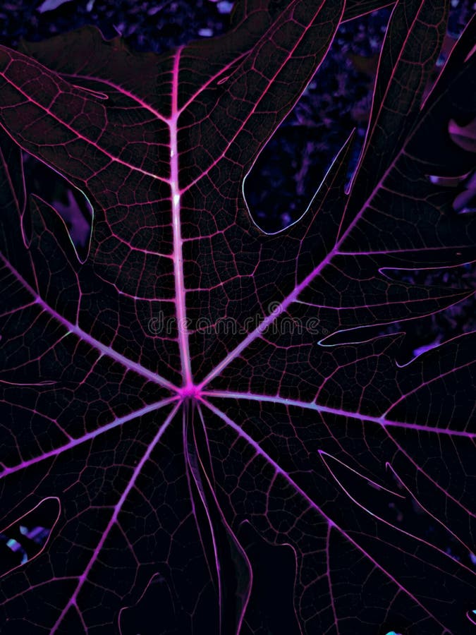 Tropical Leaf Glow in the Dark Stock Photo - Image of pattern, organ ...