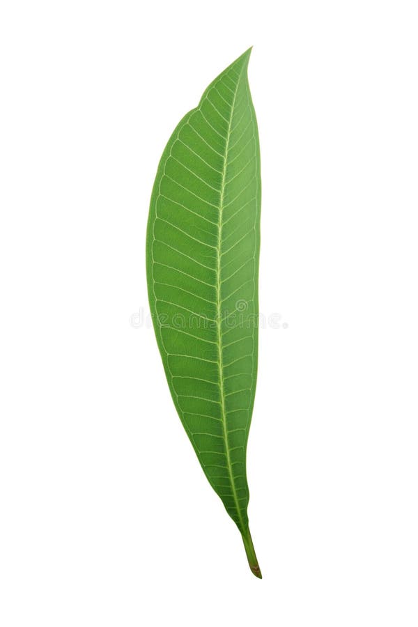 Fresh leaf - Agave stock image. Image of fresh, detail - 12490913