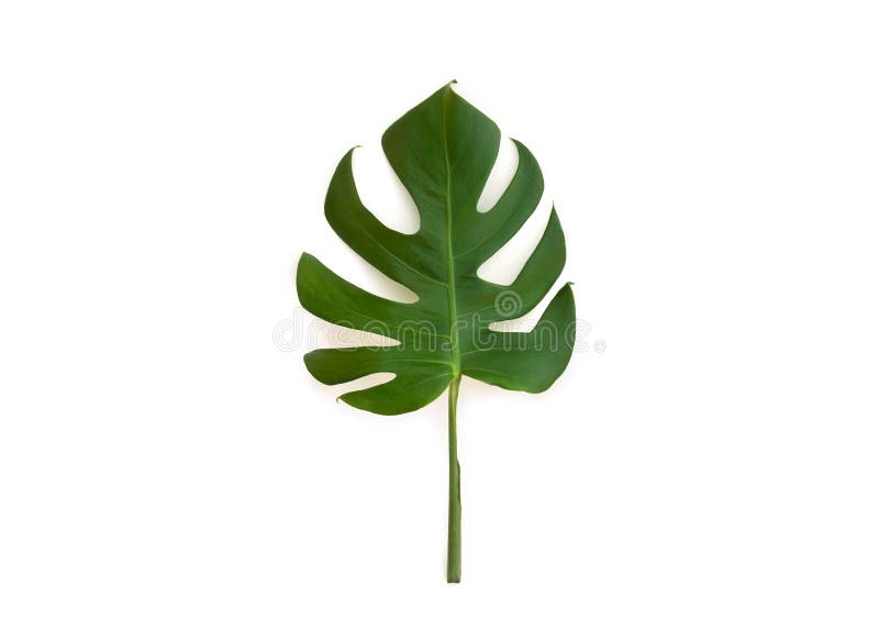 Tropical Leaf Monstera on a White Background. Top View, Flat Lay Stock ...