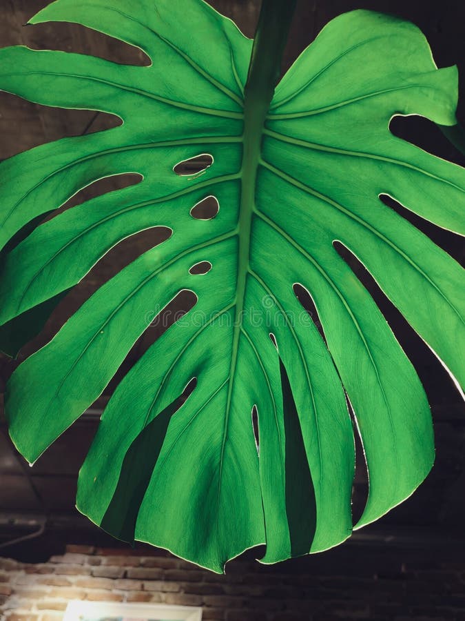 Tropical Leaf of a Plant Back View Stock Image - Image of natural ...