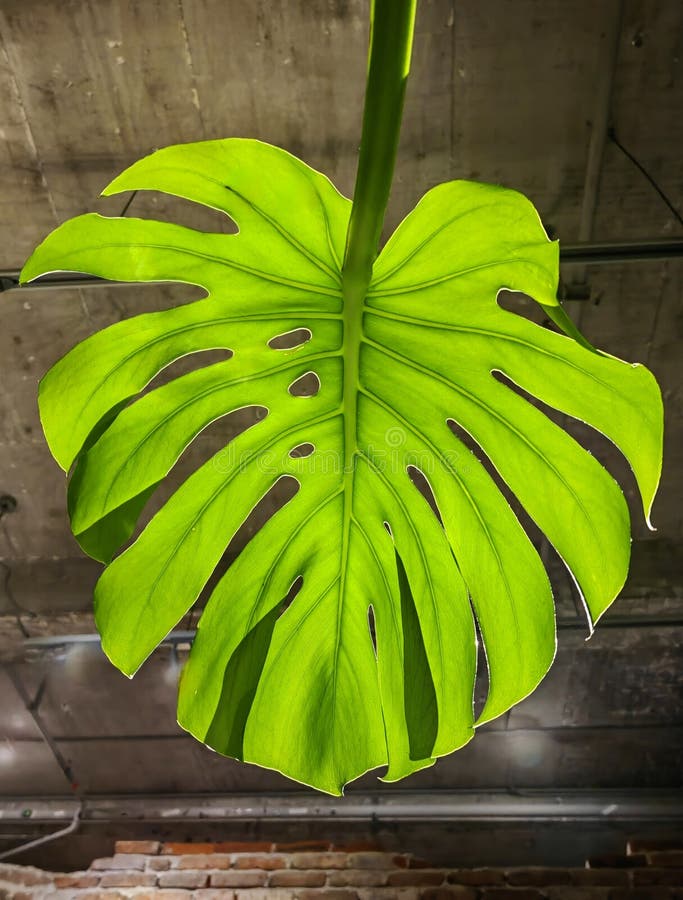 Tropical Leaf of a Plant Back View Stock Photo - Image of botany, back ...