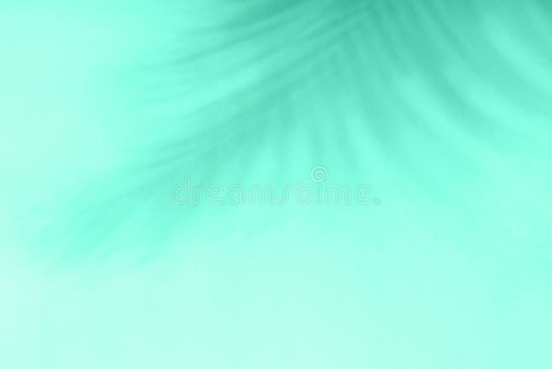 Tropical Leaf Shadow on Trendy Monochrome Mint Green Background Stock ...