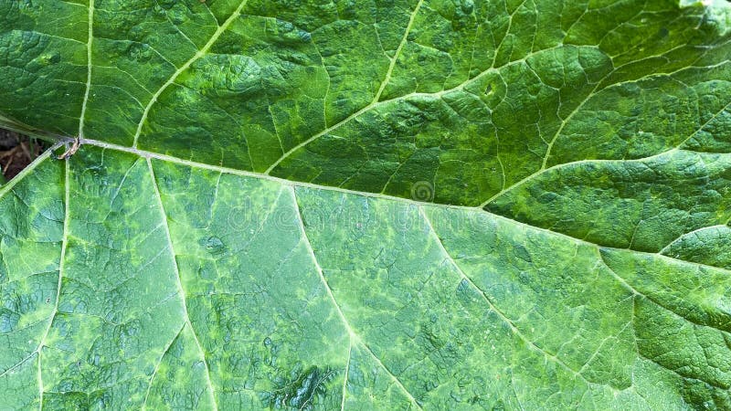 Tropical Leaf Shot Close Up Stock Photo - Image of leaf, food: 320655896