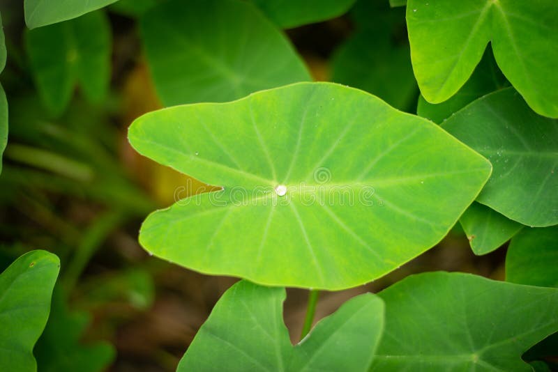 Tropical Leaf, Single Leaf, Abstract Green Leaves Texture,nature ...
