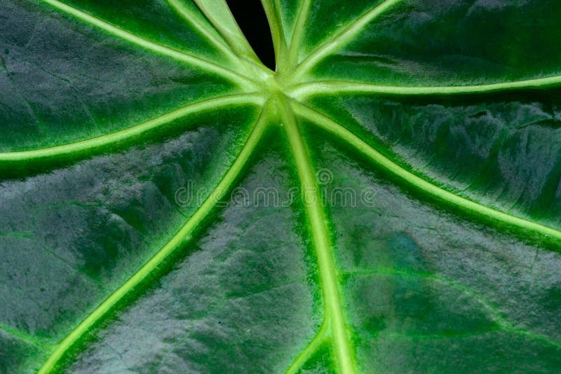 Tropical Leaf Structure with Beautiful Venation, Natural Leaf ...