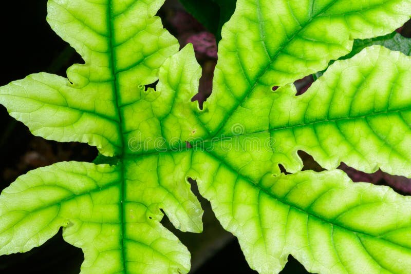 Tropical Leaf Structure with Beautiful Venation, Natural Leaf ...