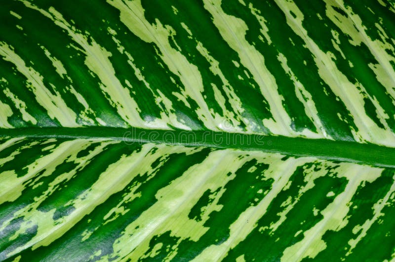 Tropical Leaf Structure with Beautiful Venation, Natural Leaf ...