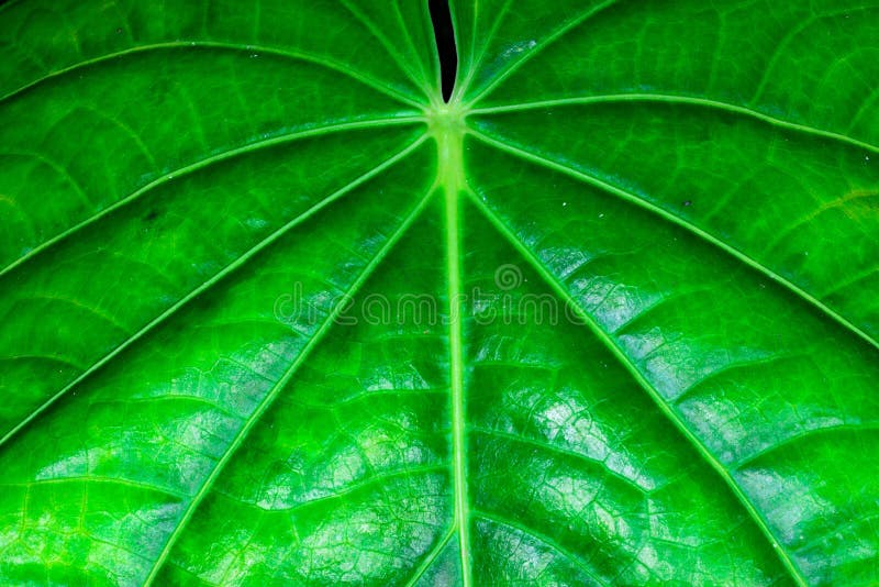 Tropical Leaf Structure with Beautiful Venation, Natural Leaf ...