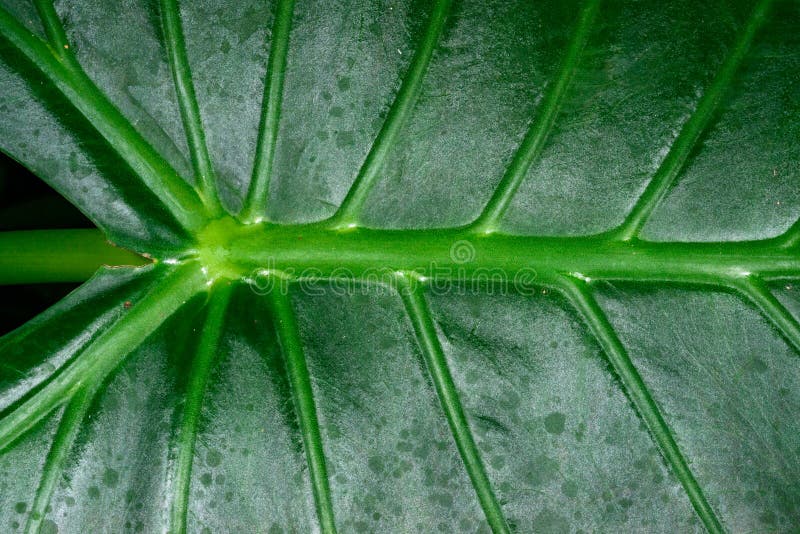 Tropical Leaf Structure with Beautiful Venation, Natural Leaf ...