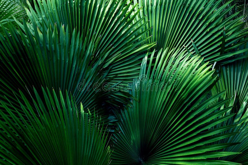 Tropical Leaf Texture Background Stock Image - Image of detail, texture ...