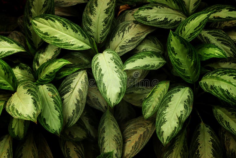 Tropical Leaf Texture, Foliage Nature Green Background Stock Image ...