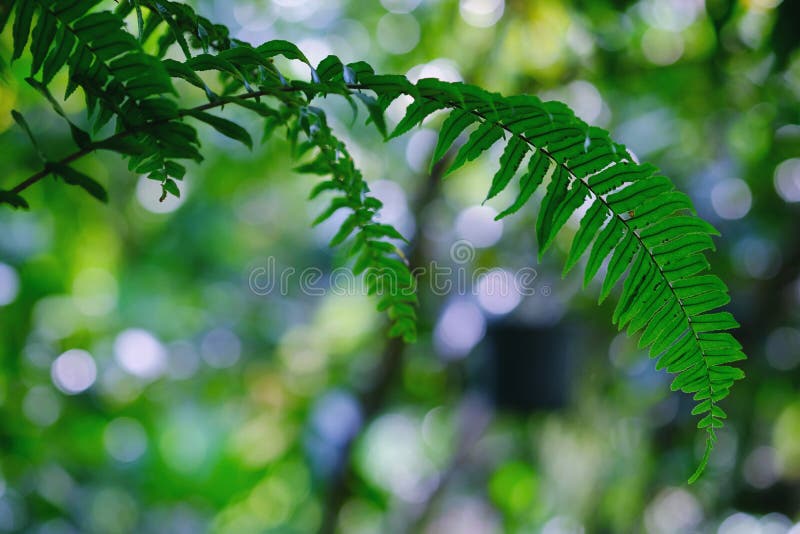 Tropical Leaf Texture Nature Green Background Stock Photo - Image of ...