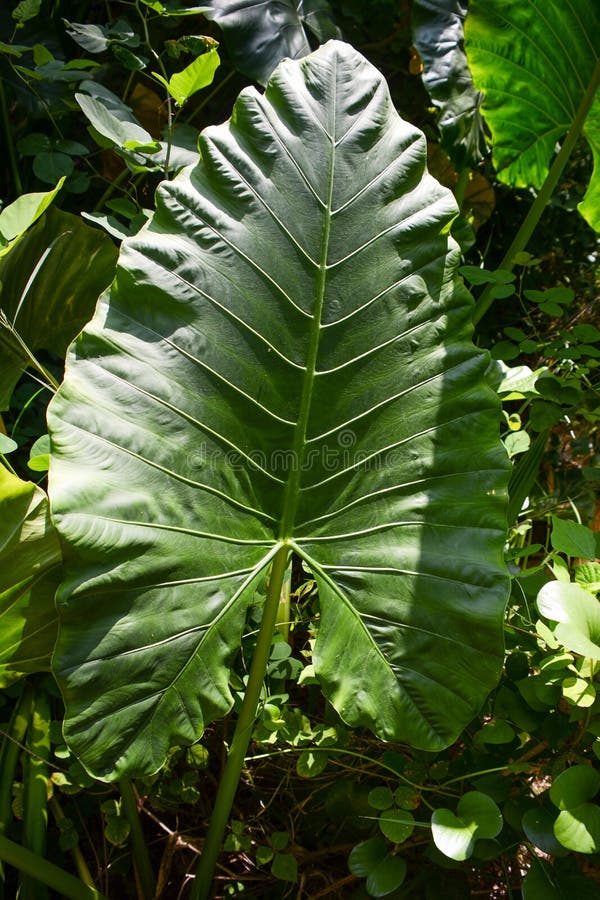 Tropical leaf stock image. Image of vegetation, sciences - 174216437