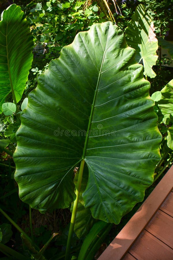 Tropical leaf stock photo. Image of natural, biology - 174216554