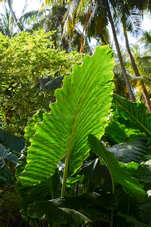 Tropical leaf stock photo. Image of tropical, types - 174216558