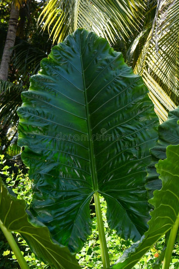 Tropical leaf stock image. Image of leaf, types, biology - 174871691