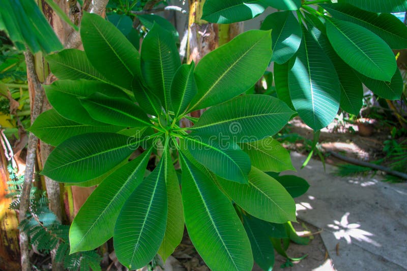 Tropical Leave in the Garden Stock Image - Image of ecdysanthera ...