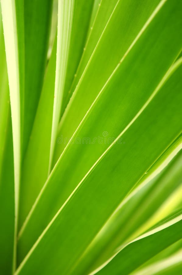 Tropical leaves stock photo. Image of close, greenery - 4885136
