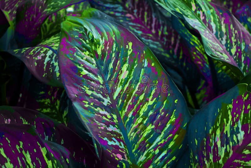 Tropical Leaves, Abstract Green Leaves Texture Stock Image - Image of ...