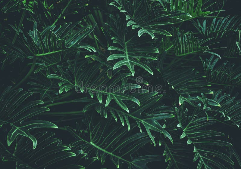 Tropical Leaves Background,jungle Leaf Stock Photo - Image of aerial ...
