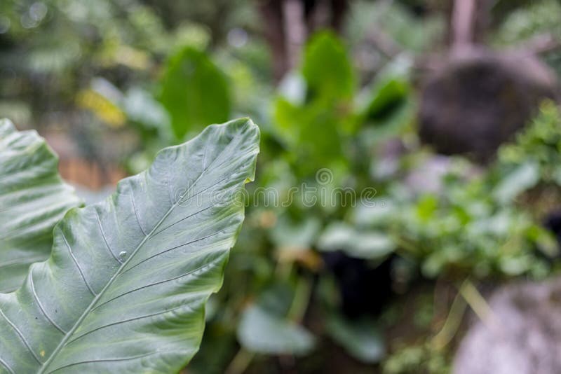 Tropical Leaves Background, Pattern, Macro Green. Bali Zoo. Stock Image ...